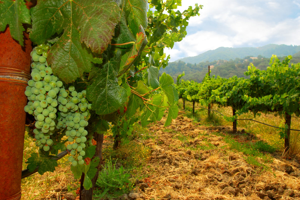 Sauvignon Blanc vs Pinot Grigio: Unraveling the Popular Duo